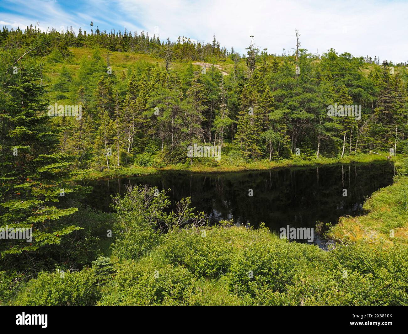 Mixed conifer northern hardwood forest hi-res stock photography and ...