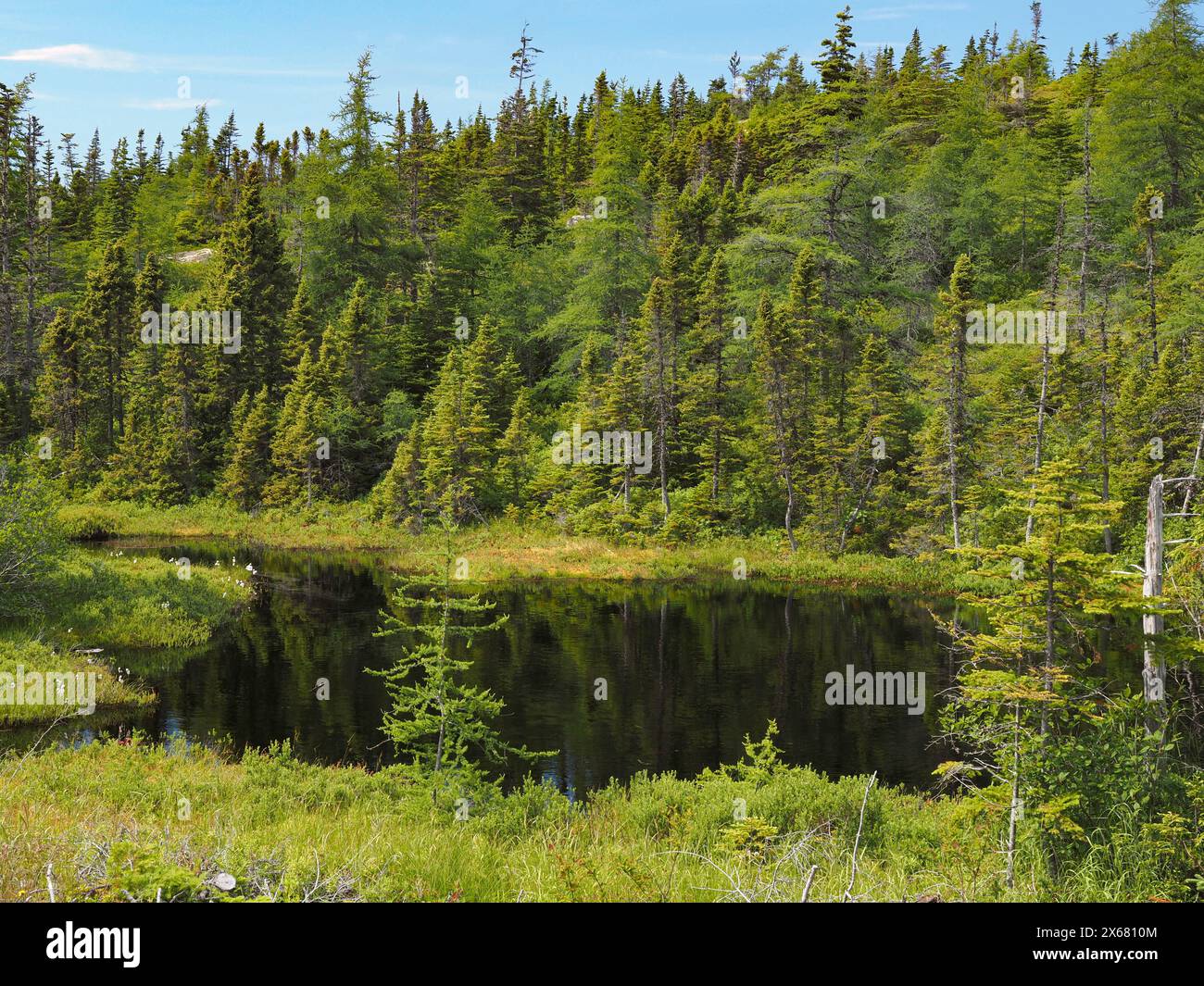 Mixed conifer northern hardwood forest hi-res stock photography and ...