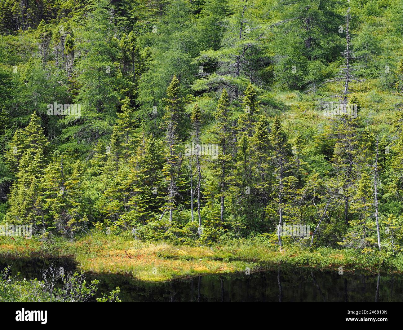 Canada, forest, Newfoundland, North America, Northern hardwood forest ...