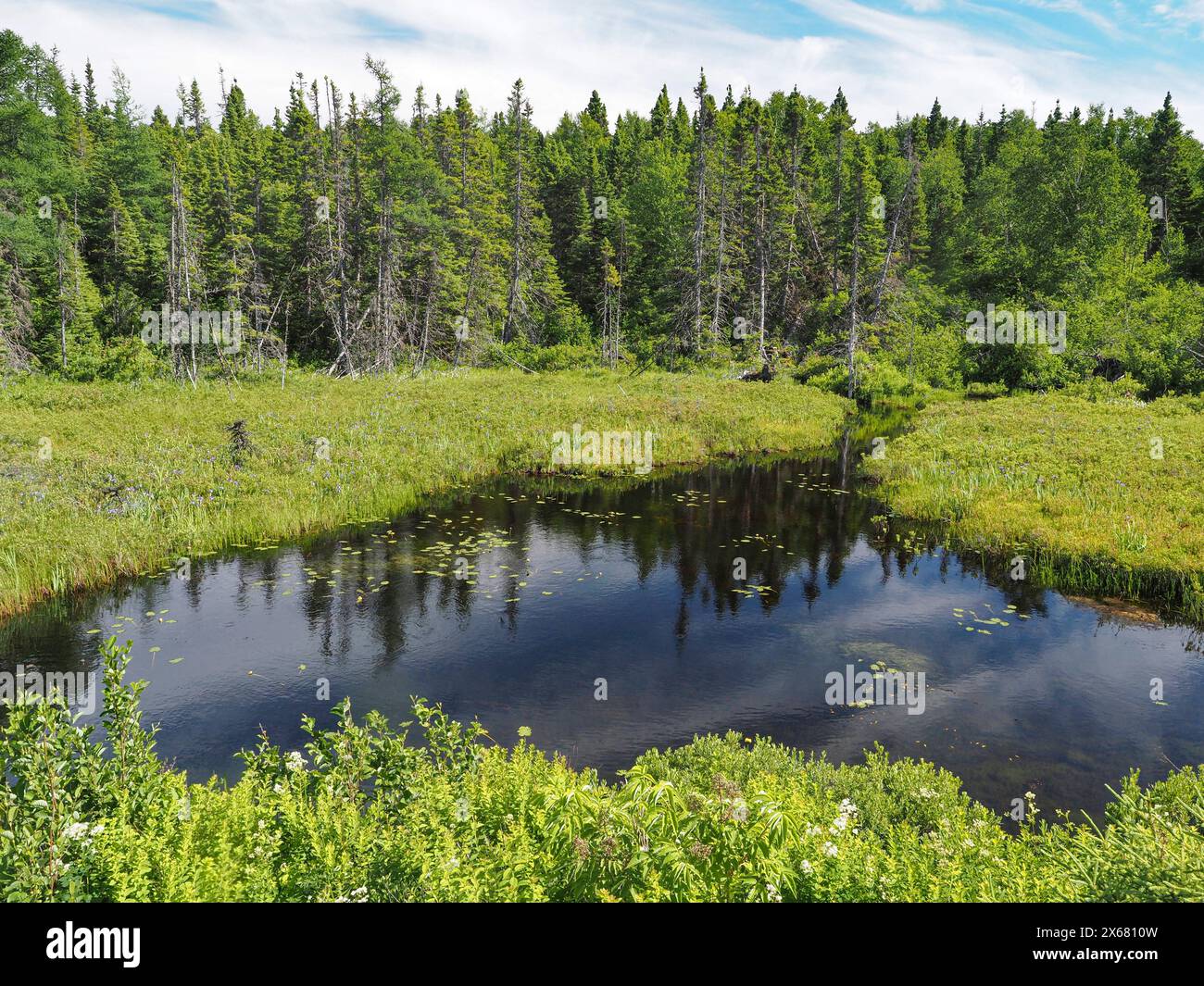 Canada, forest, Newfoundland, North America, Northern hardwood forest ...