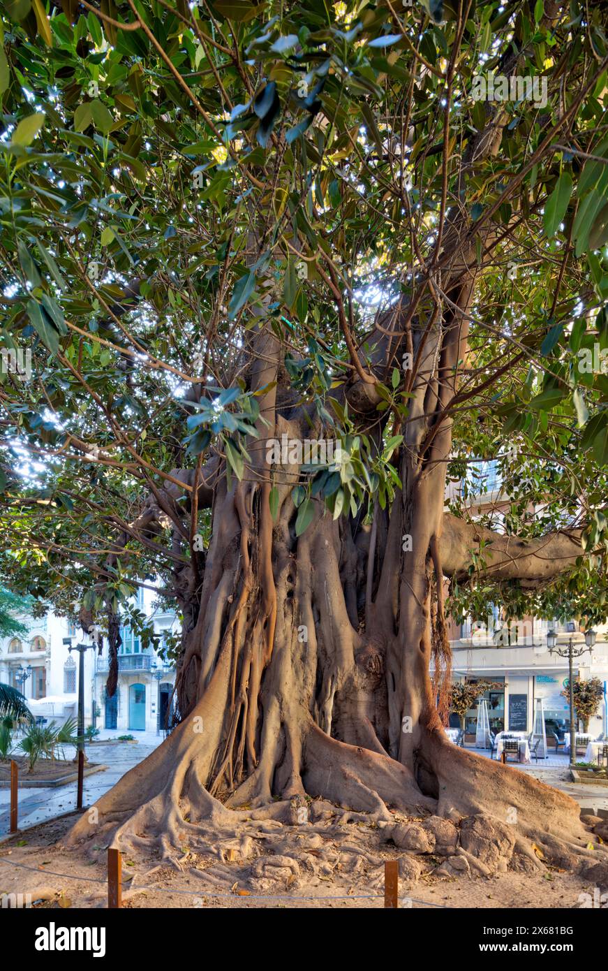 Plaza Gabriel Miro, green area, mighty tree, old town, city walk ...