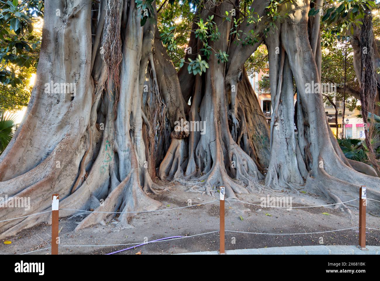 Plaza Gabriel Miro, green area, mighty old tree, large-leaved fig, old ...