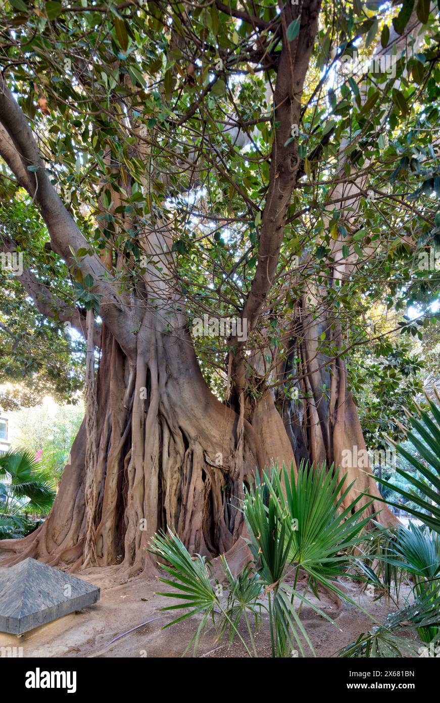 Plaza Gabriel Miro, green area, mighty old tree, large-leaved fig, old ...