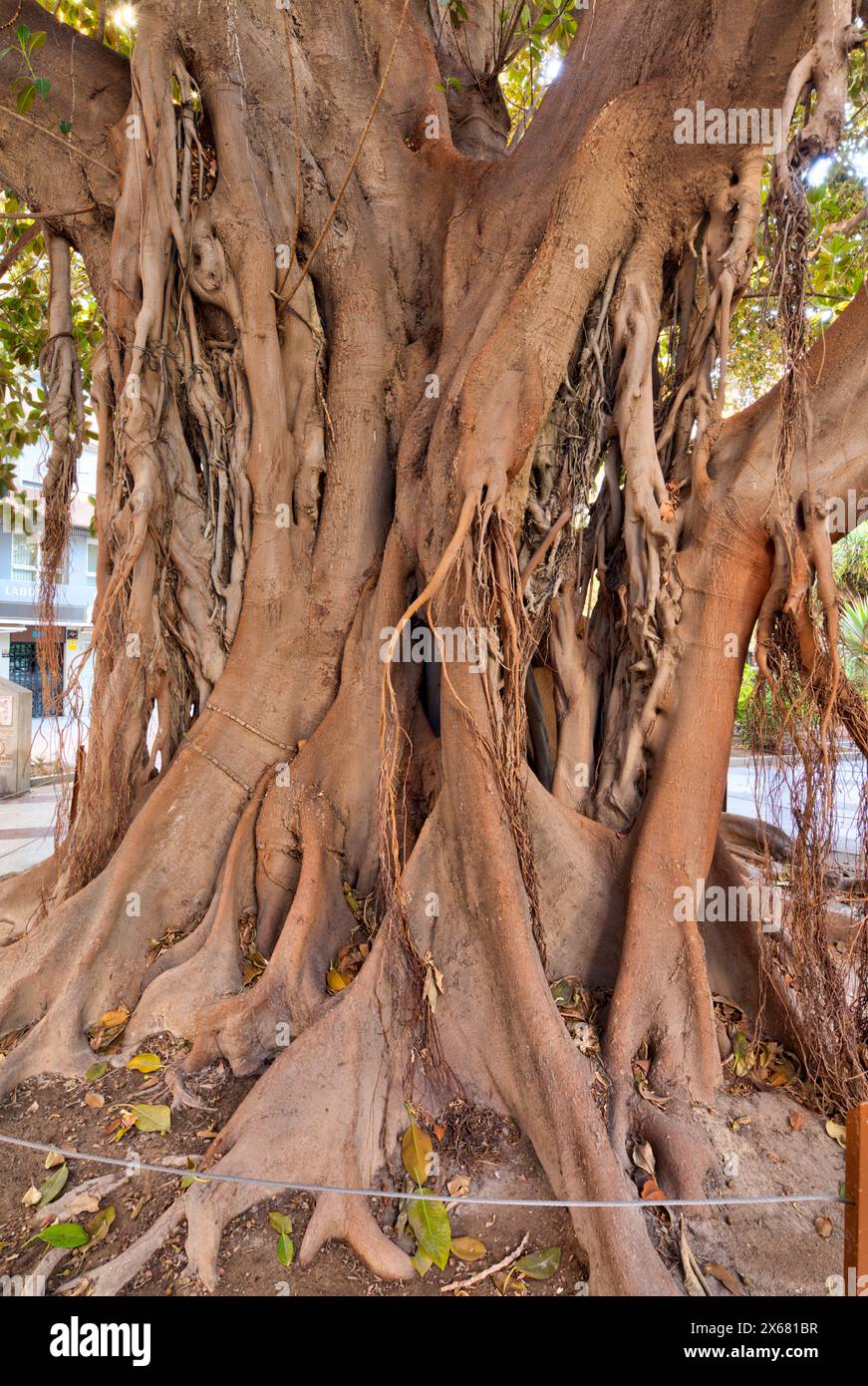 Plaza Gabriel Miro, green area, mighty old tree, large-leaved fig, old ...