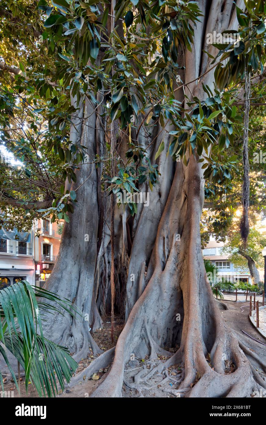 Plaza Gabriel Miro, green area, mighty old tree, large-leaved fig, old ...