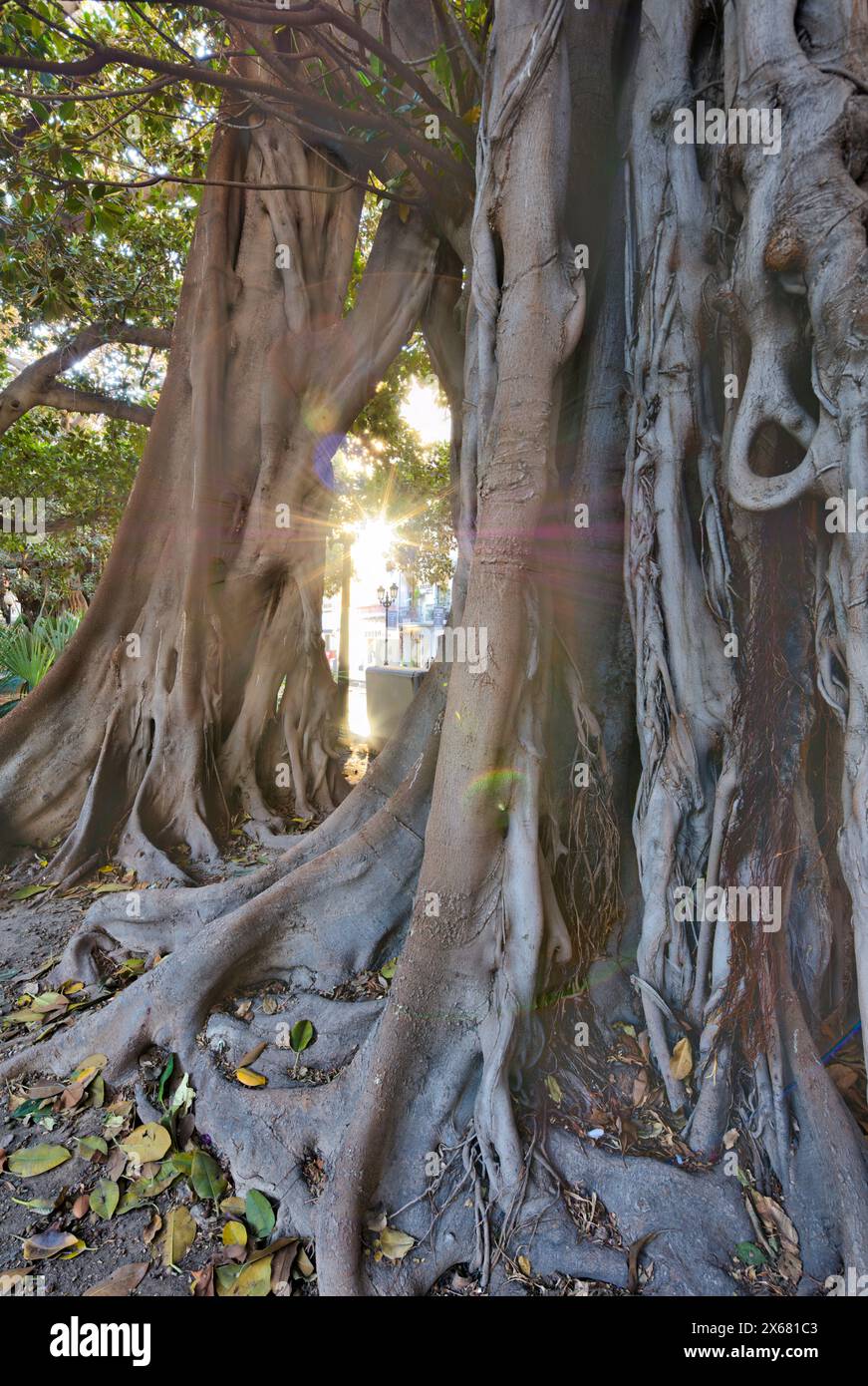 Plaza Gabriel Miro, green area, mighty old tree, large-leaved fig, old ...