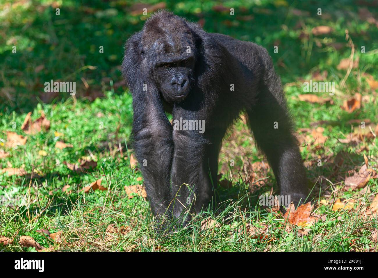 Lowland gorilla male on the grass. Wild animal gorilla Stock Photo - Alamy