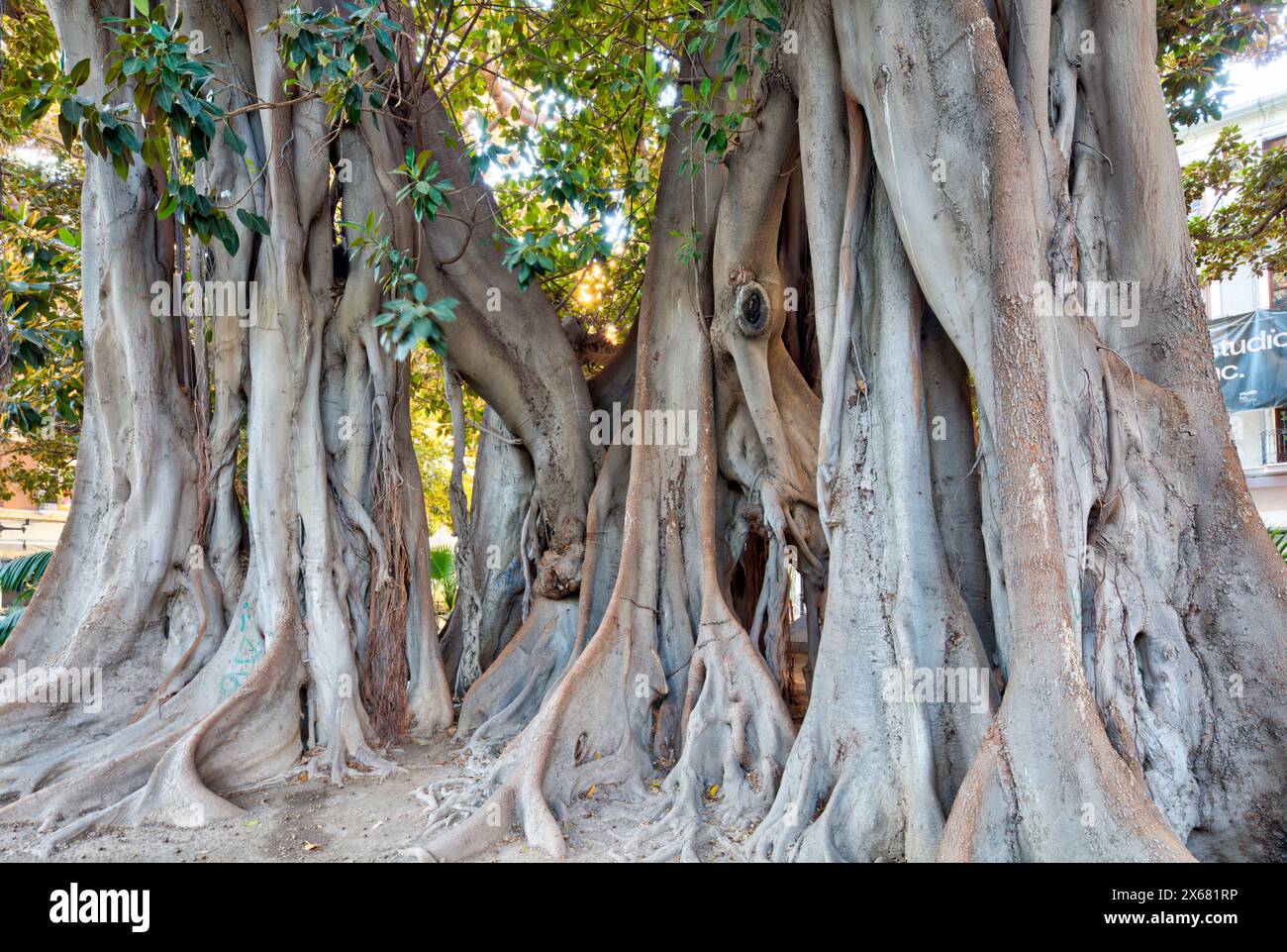 Plaza Gabriel Miro, green area, mighty old tree, large-leaved fig, old ...