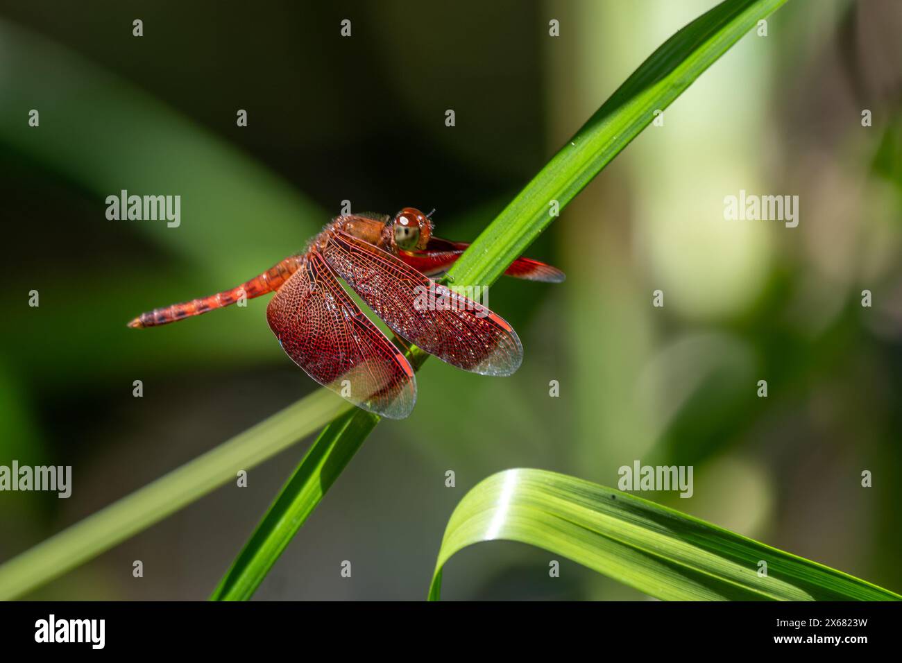 Red Grasshawk - Neurothemis fluctuans, beautiful red dragonfly from ...
