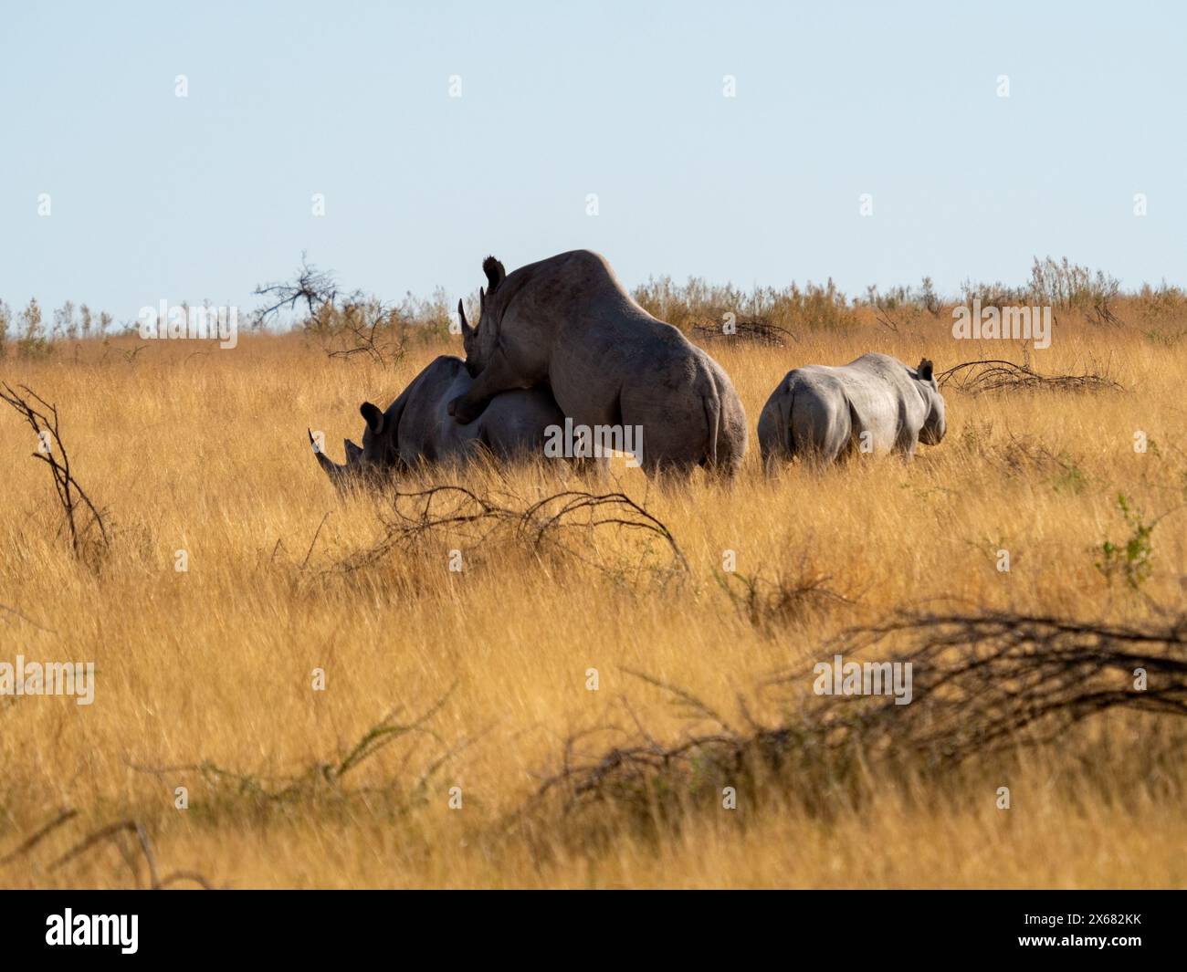 Rhinos mating hi-res stock photography and images - Alamy