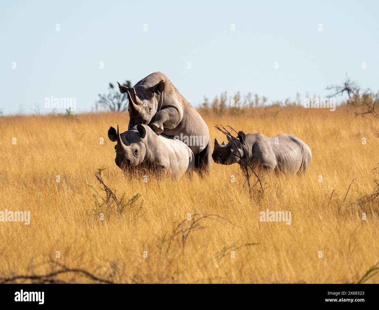 Rhinos mating, Etosha National Park, Namibia Stock Photo - Alamy