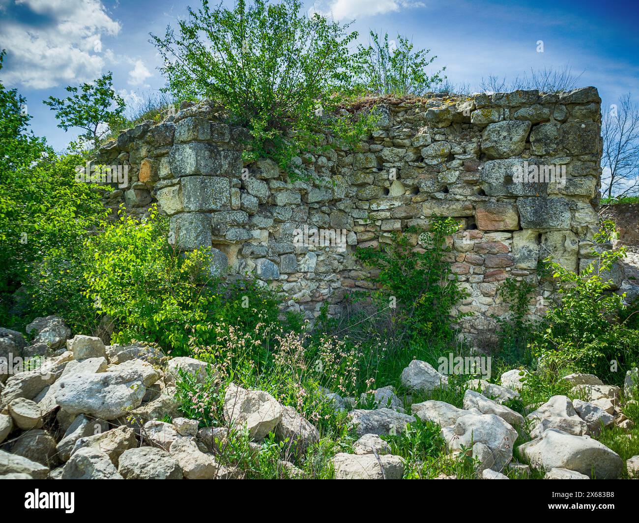 Pet rich kale hi-res stock photography and images - Alamy