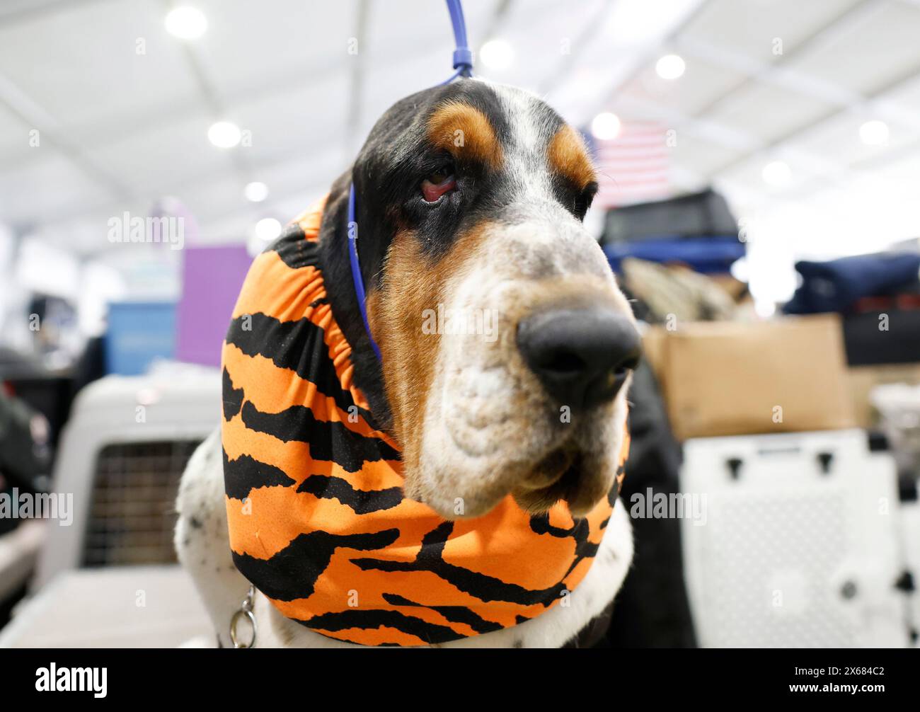 New York, United States. 13th May, 2024. Harlen the Basset Hound is ...