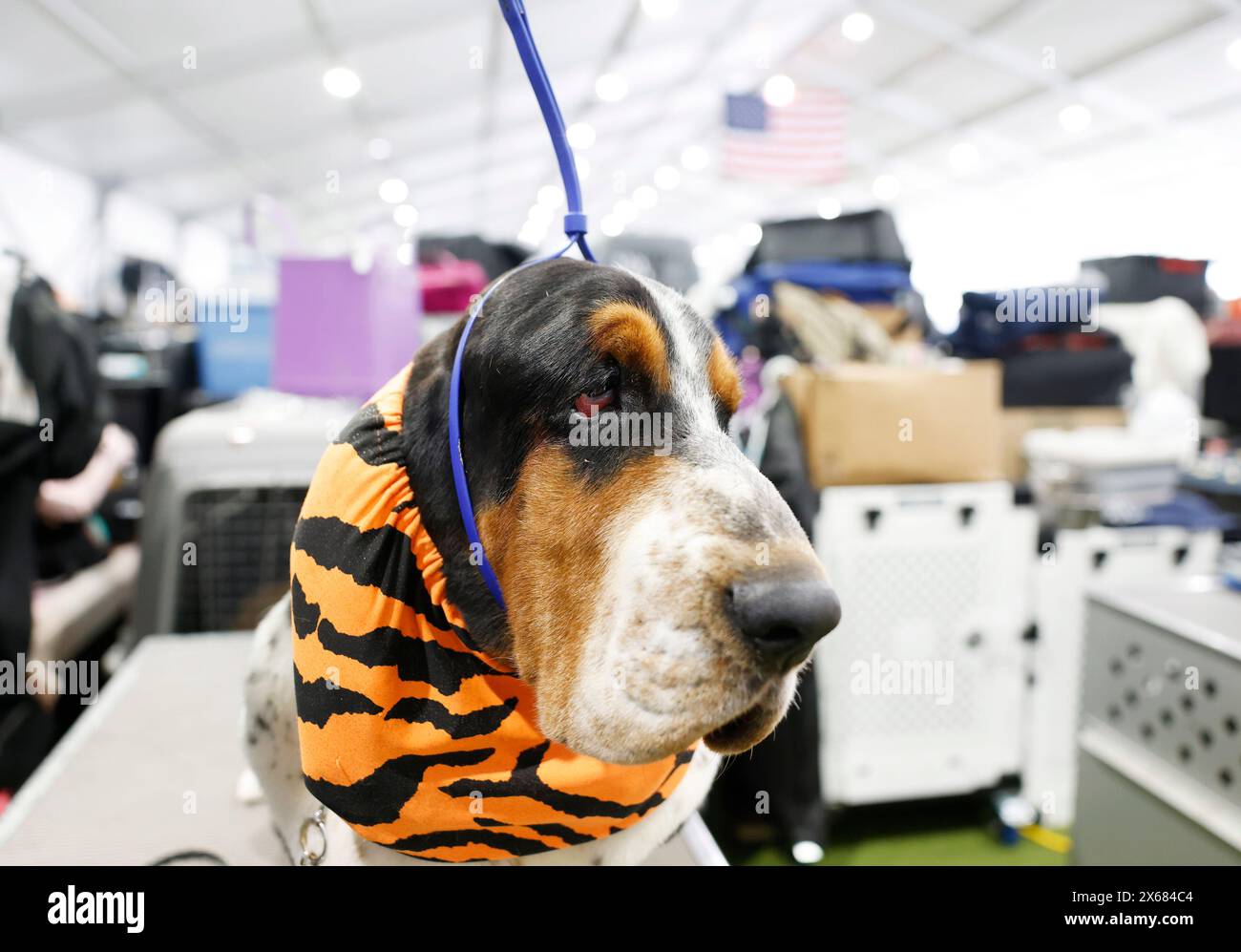 New York, United States. 13th May, 2024. Harlen the Basset Hound is ...