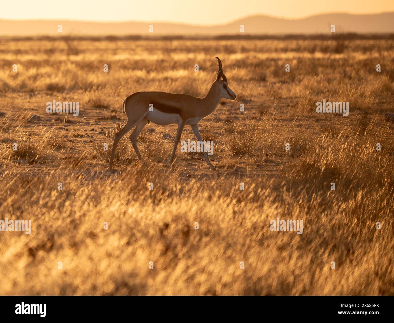 Impalas in Etosha National park, Namibia Stock Photo - Alamy