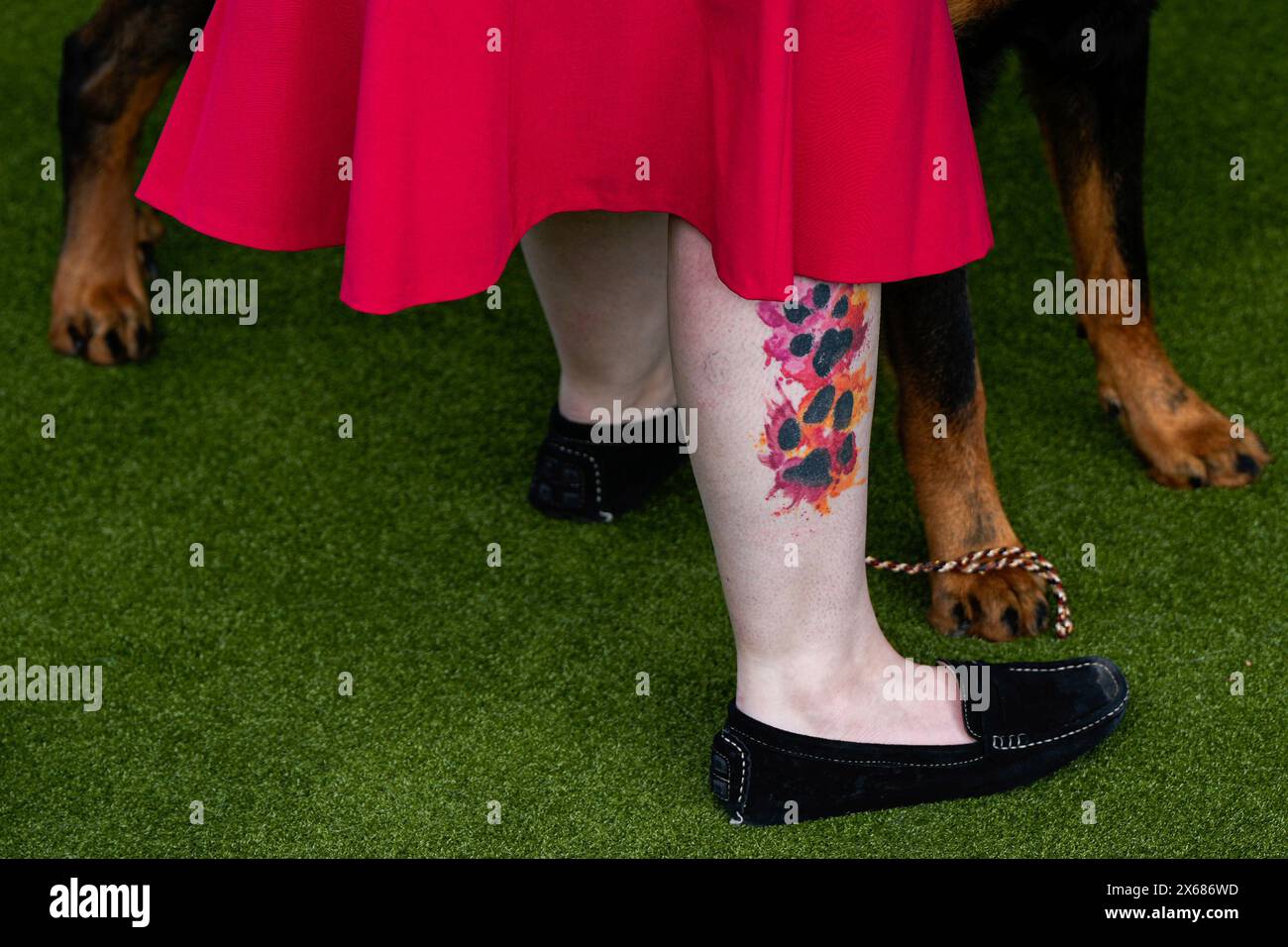 A dog paw tattoo is seen on a handlers leg during breed group judging ...