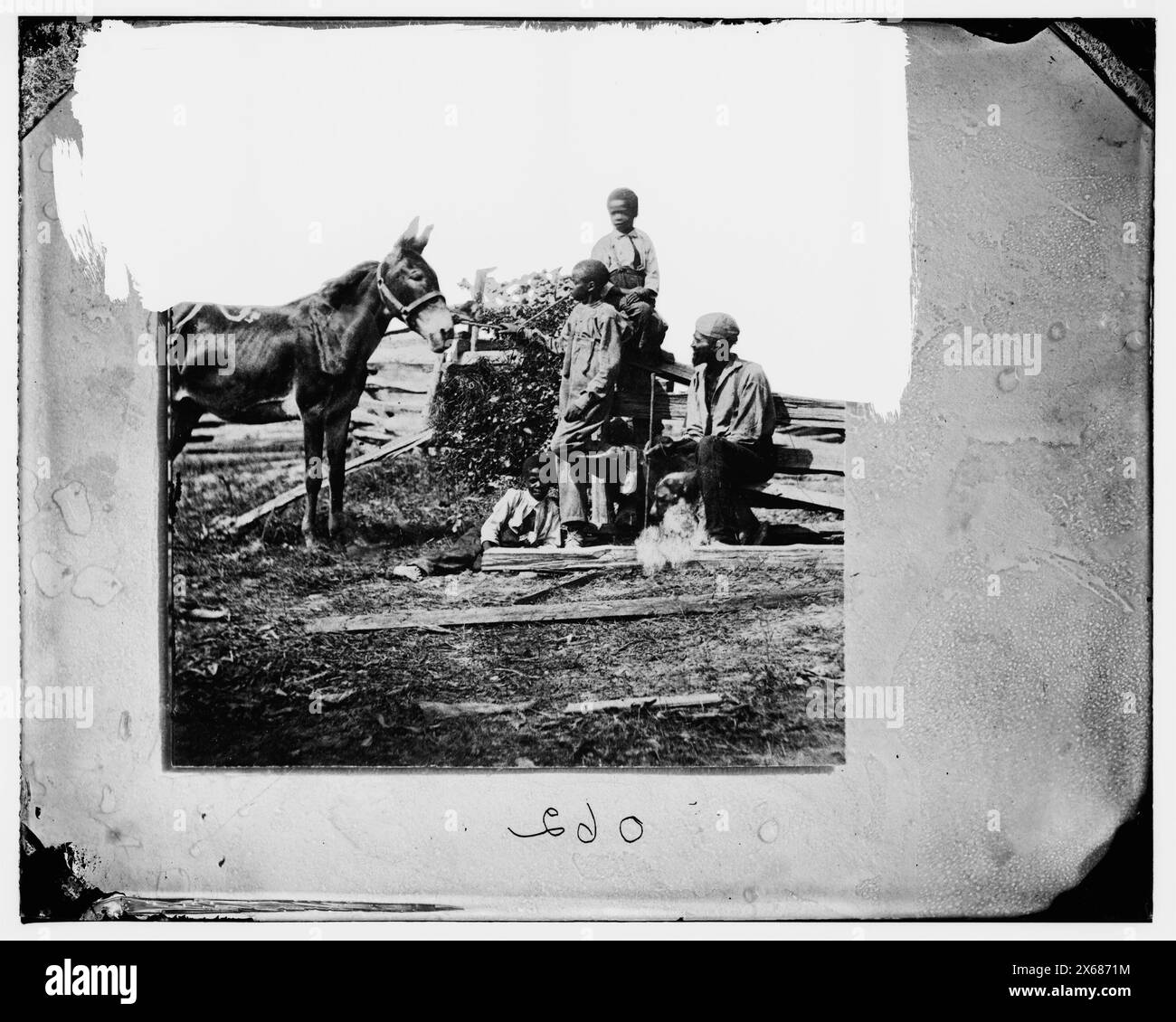 All the live stock left on Mr. Gill's plantation after the battle of ...