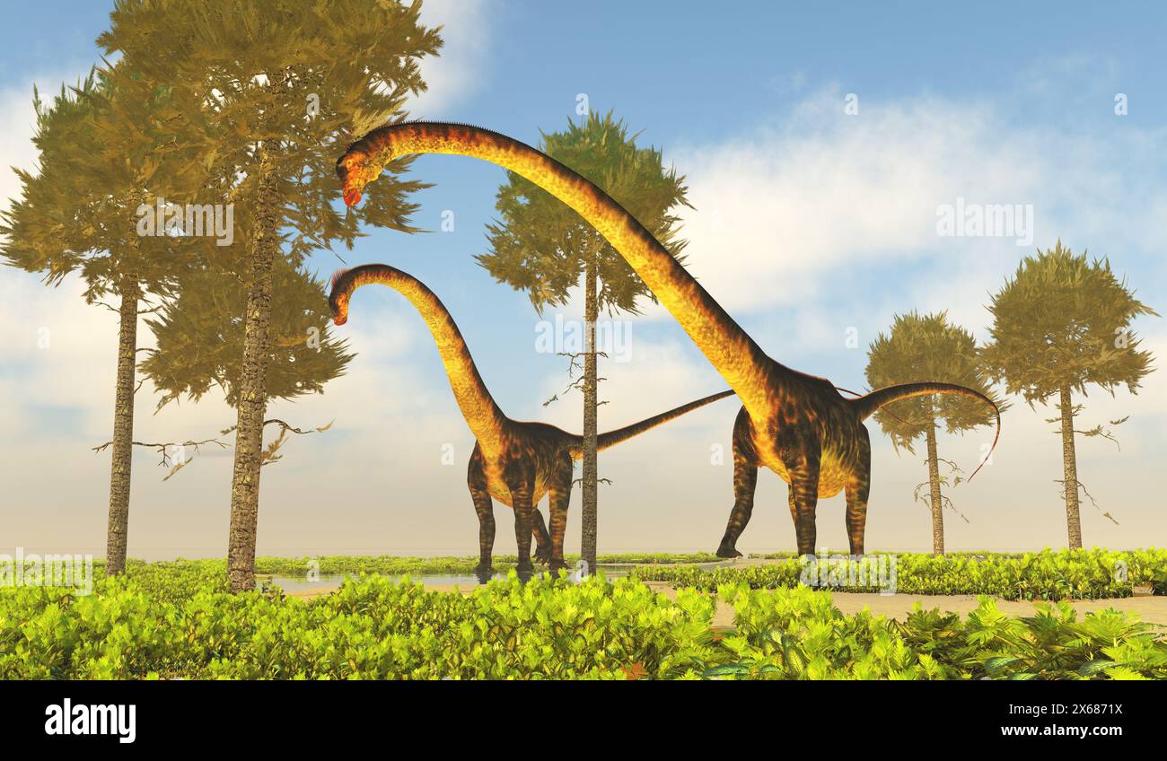 Barosaurus dinosaurs munch on Monkey Puzzle trees during the Jurassic ...