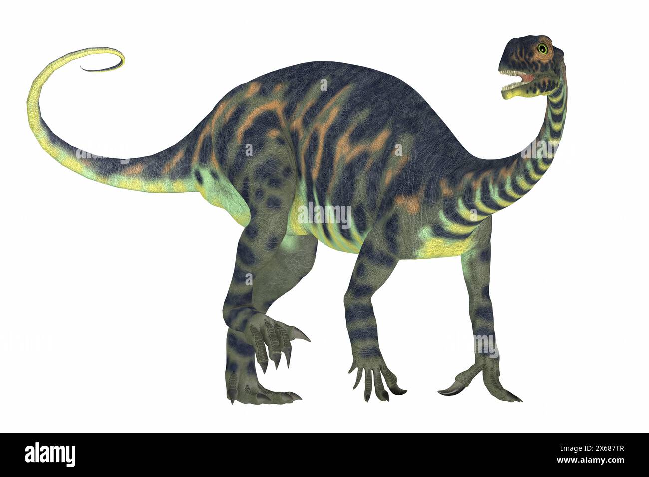 Massospondylus was a prosauropod dinosaur from the Jurassic Age of ...