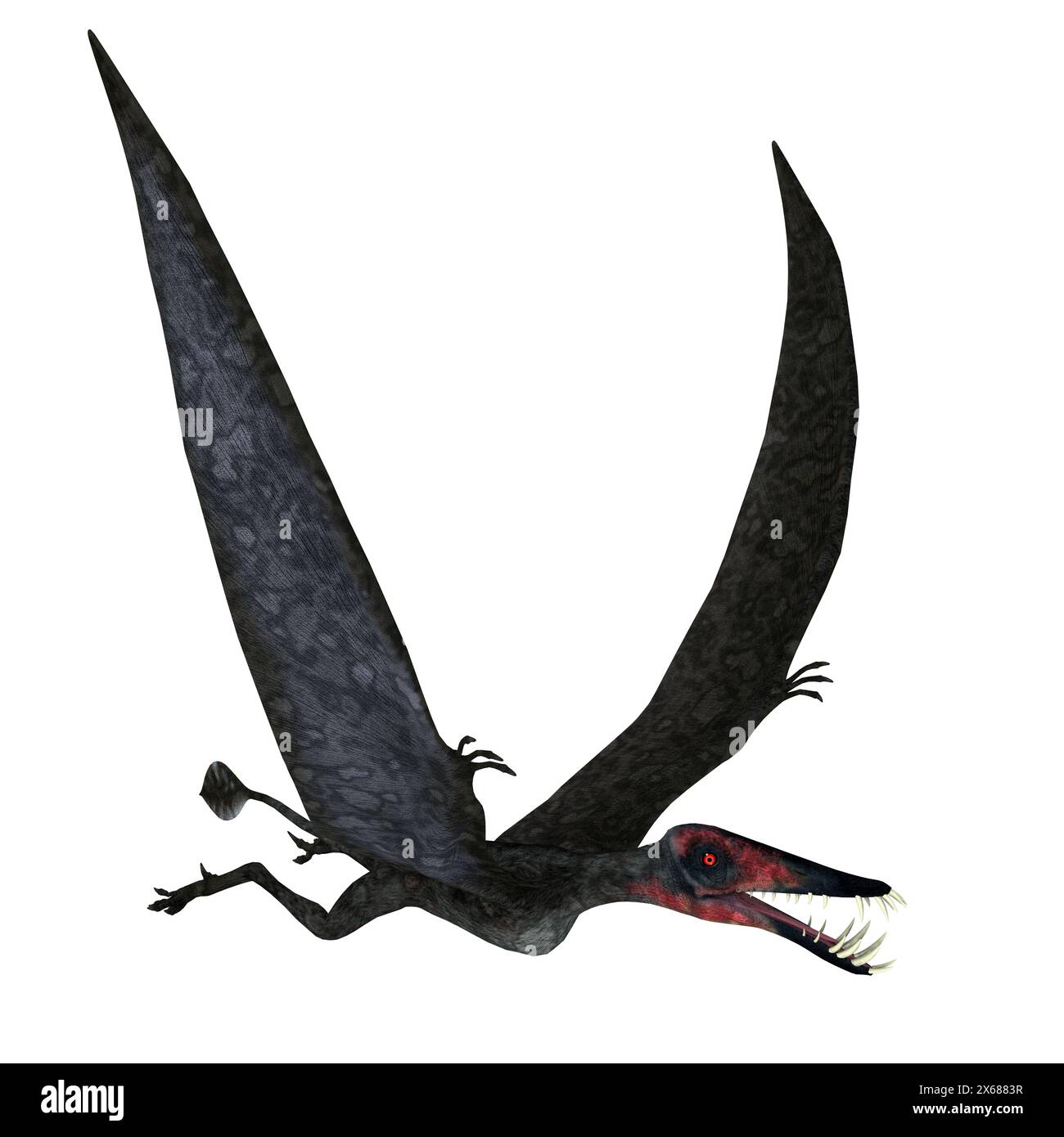 Dorygnathus was a genus of pterosaur that lived in Europe, Germany in ...