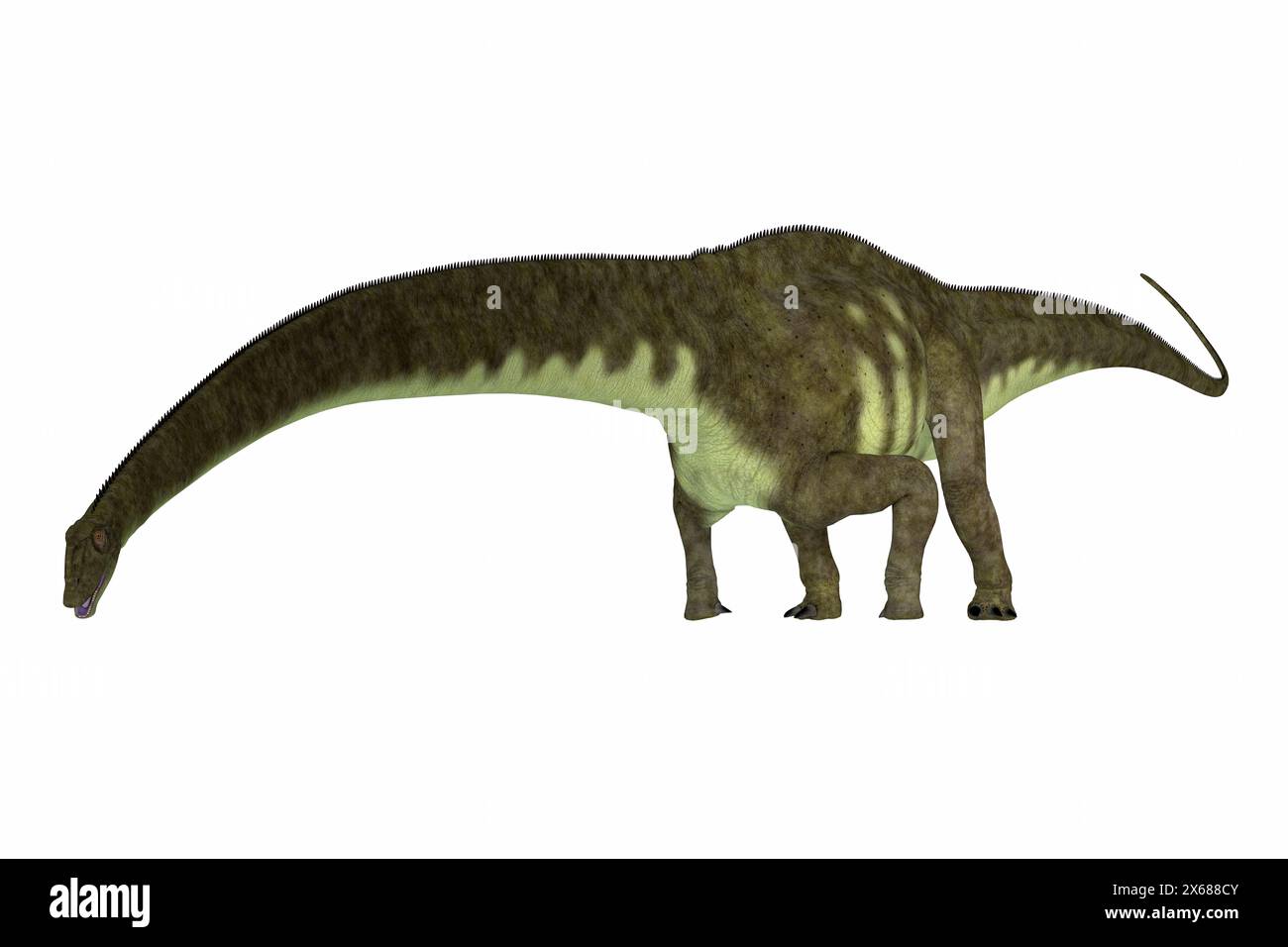 Mamenchisaurus was a herbivorous sauropod dinosaur that lived in the ...