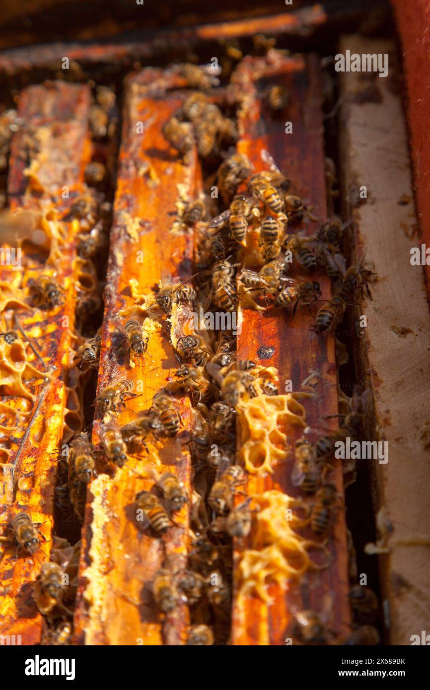 Frames of a beehive. Close up view of the opened hive body showing the ...