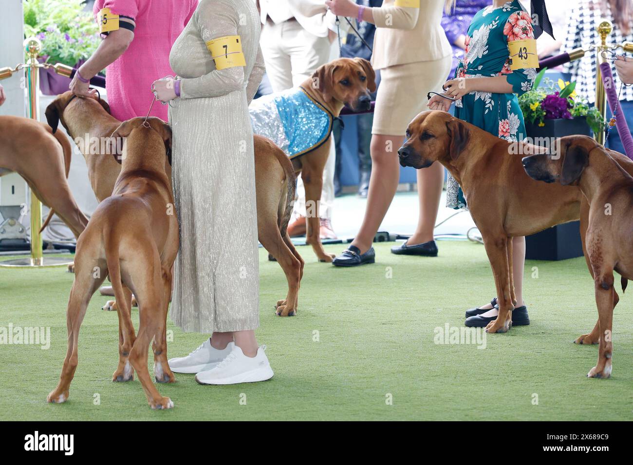 New York, United States. 13th May, 2024. Rhodesian Ridgeback breed dogs ...