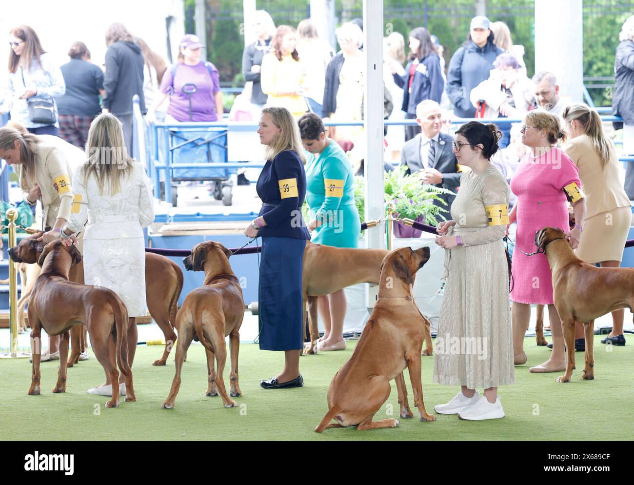 New York, United States. 13th May, 2024. Rhodesian Ridgeback breed dogs ...