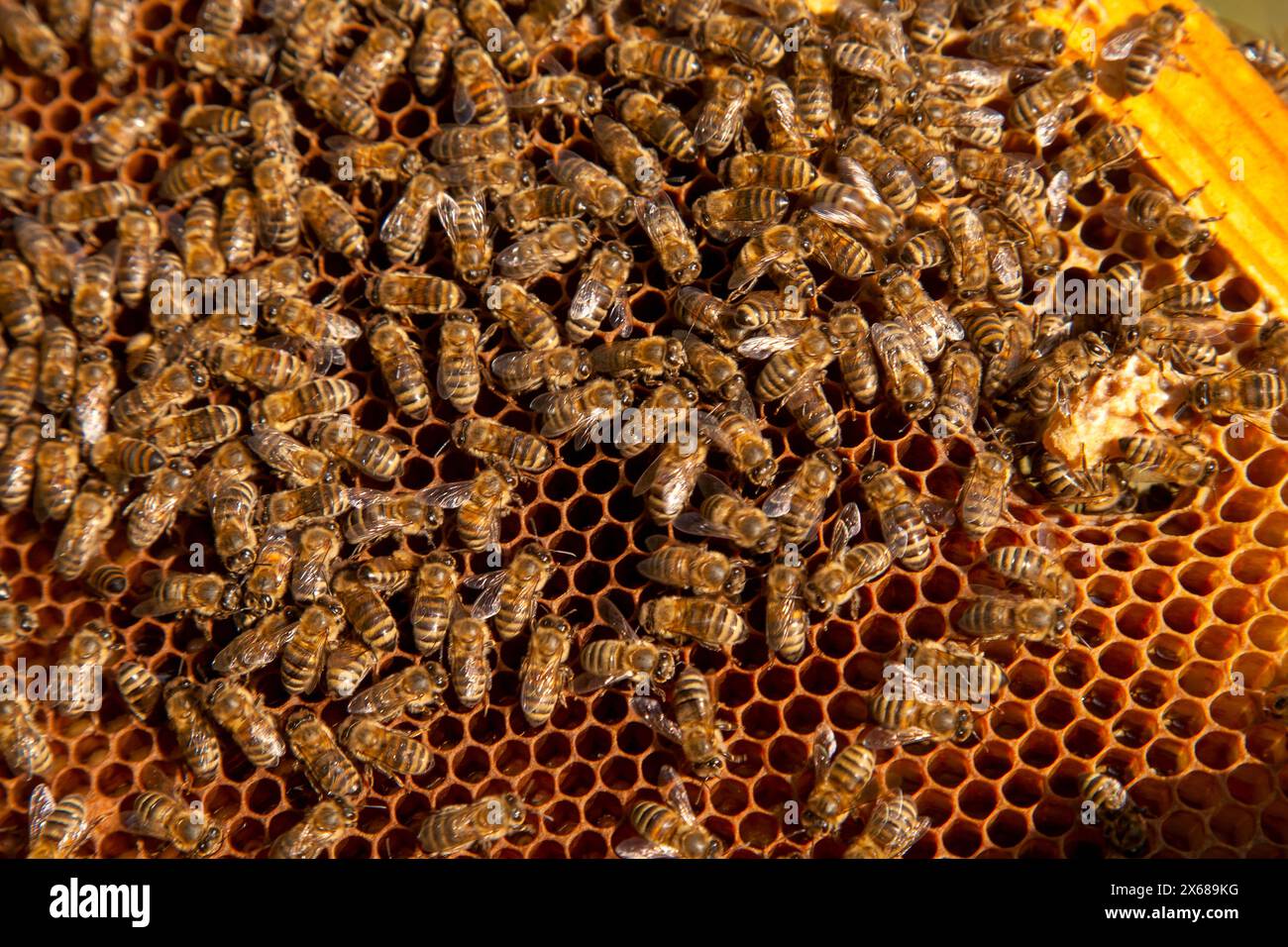 Frames of a beehive. Close up view of big cell with young bee queen ...