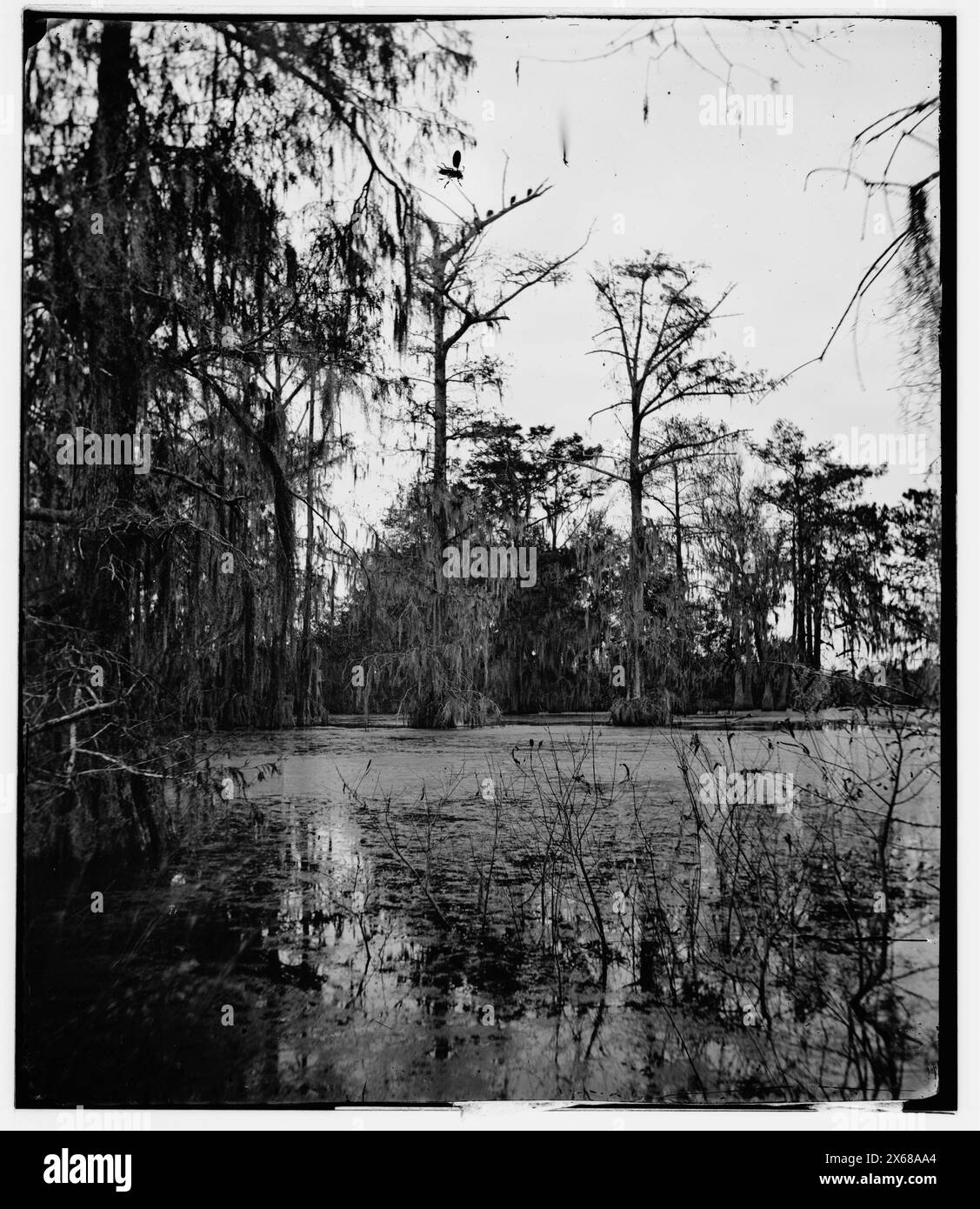 Port Royal Island, South Carolina. Cypress swamp, Civil War Photographs ...