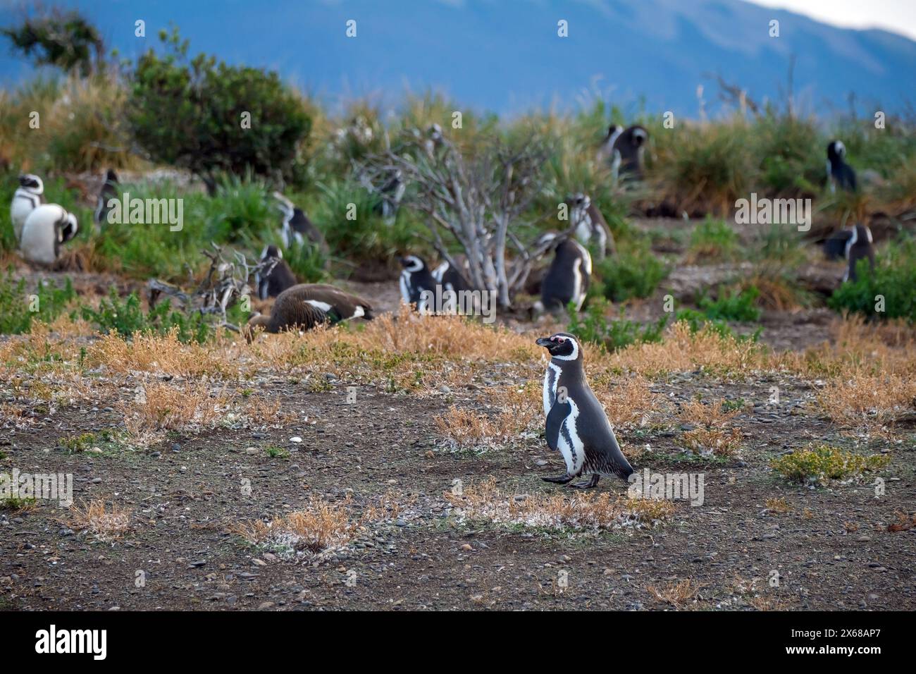 Ushuaia, Tierra del Fuego, Argentina, Magellanic penguins on Isla ...