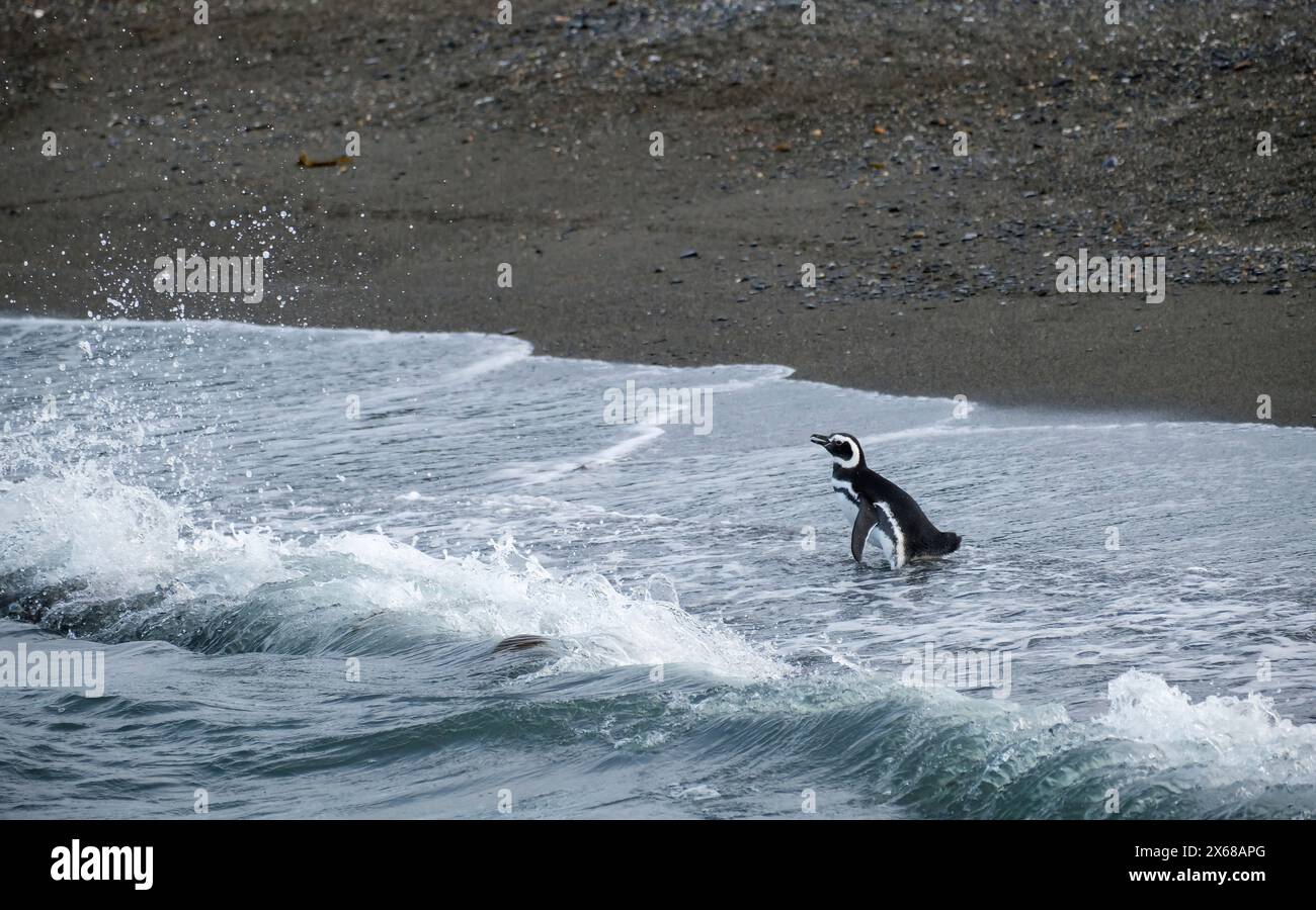 Ushuaia, Tierra del Fuego, Argentina, Magellanic penguins on Isla ...