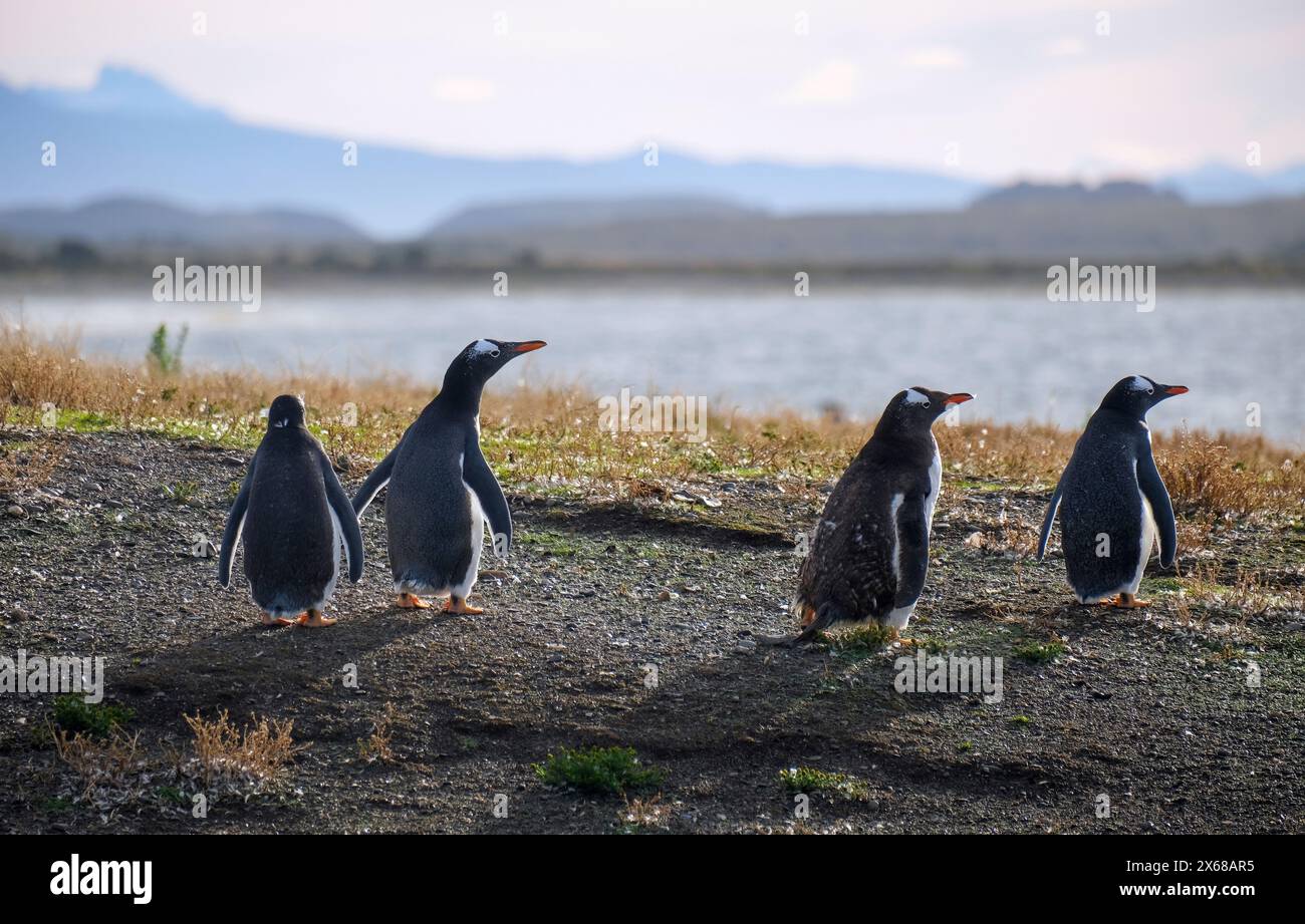 Ushuaia, Tierra del Fuego, Argentina, Gentoo penguins on Isla Martillo ...