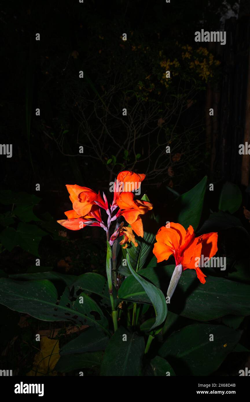 Indian shot plant hi-res stock photography and images - Alamy