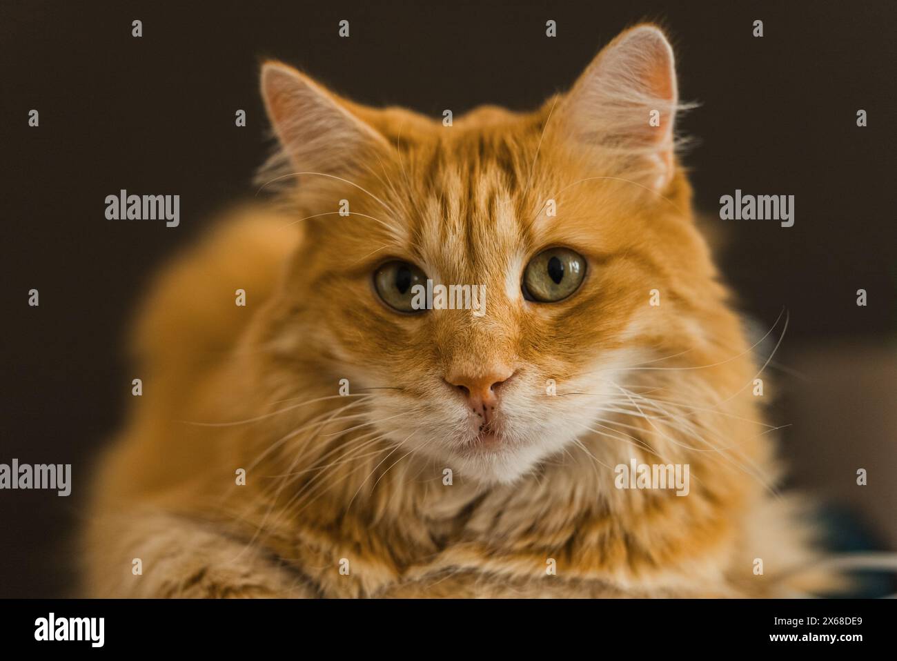 Close-up portrait of a beautiful orange tabby cat with captivating ...