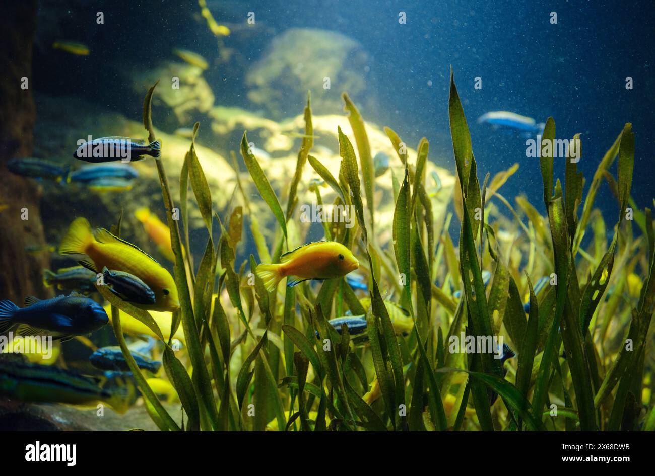 Tropical fish in aquarium, walk in Frankfurt Zoological garden, founded ...