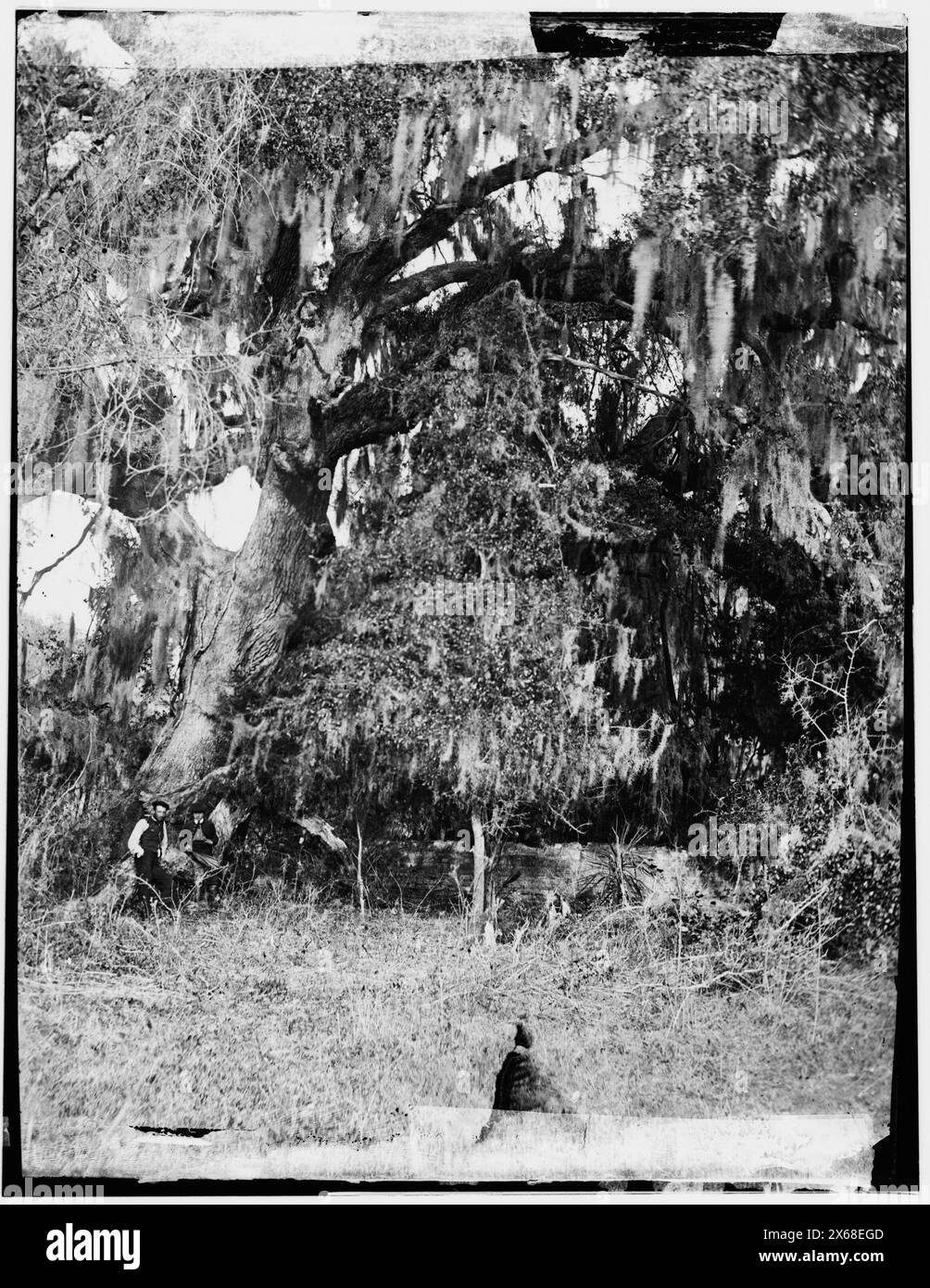 Port Royal Island, Beaufort, South Carolina. Moss covered tomb over 150 ...