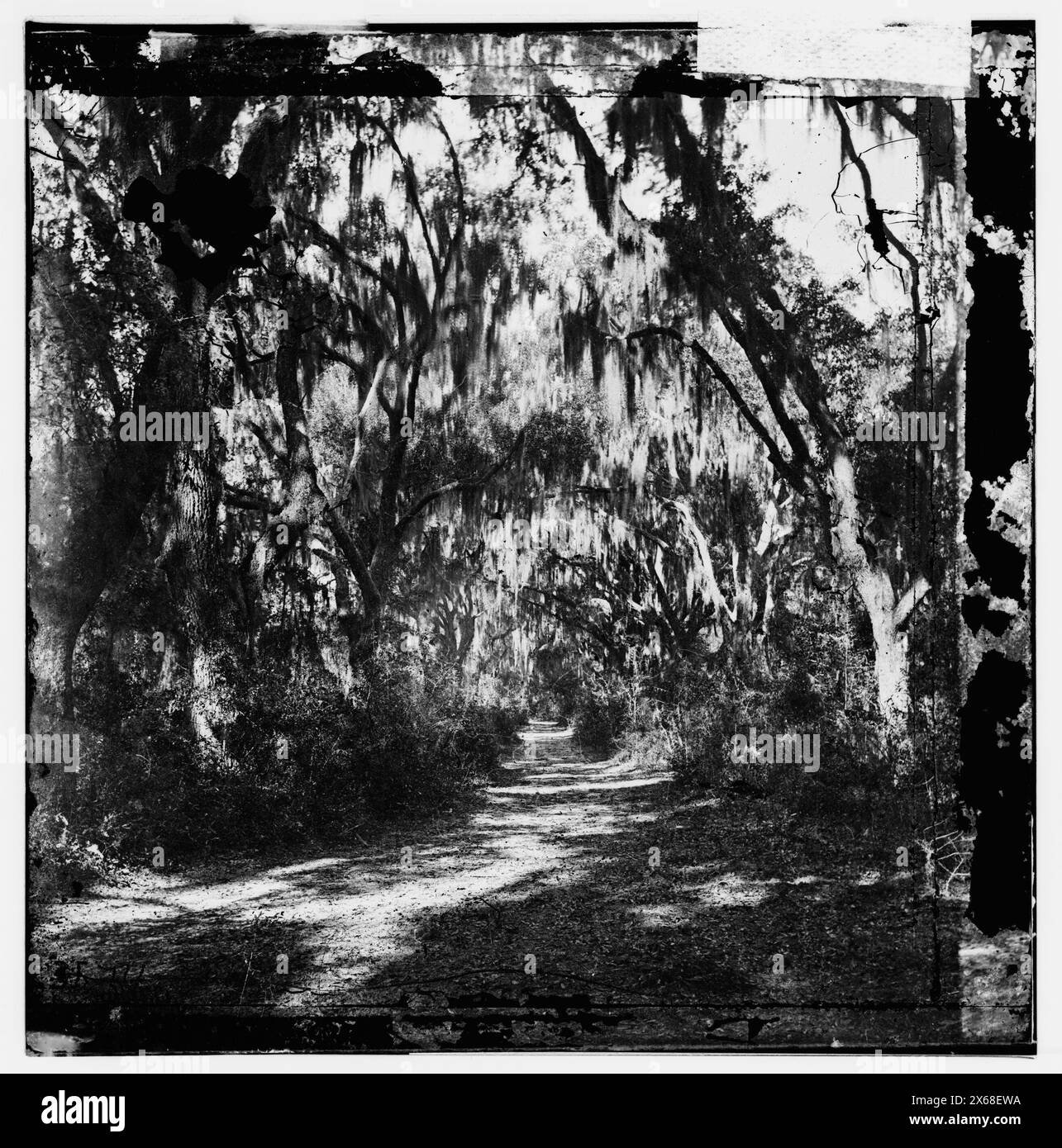 Port Royal Island, South Carolina (vicinity). Road through woods, Civil ...