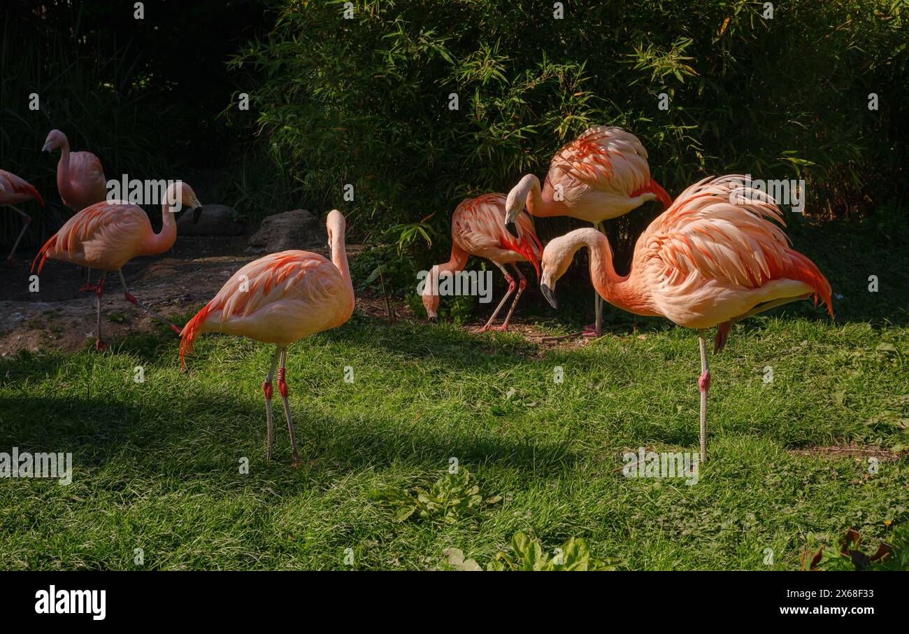 Pink Flamingo at Frankfurt Zoo, sunset time. walk in Frankfurt ...