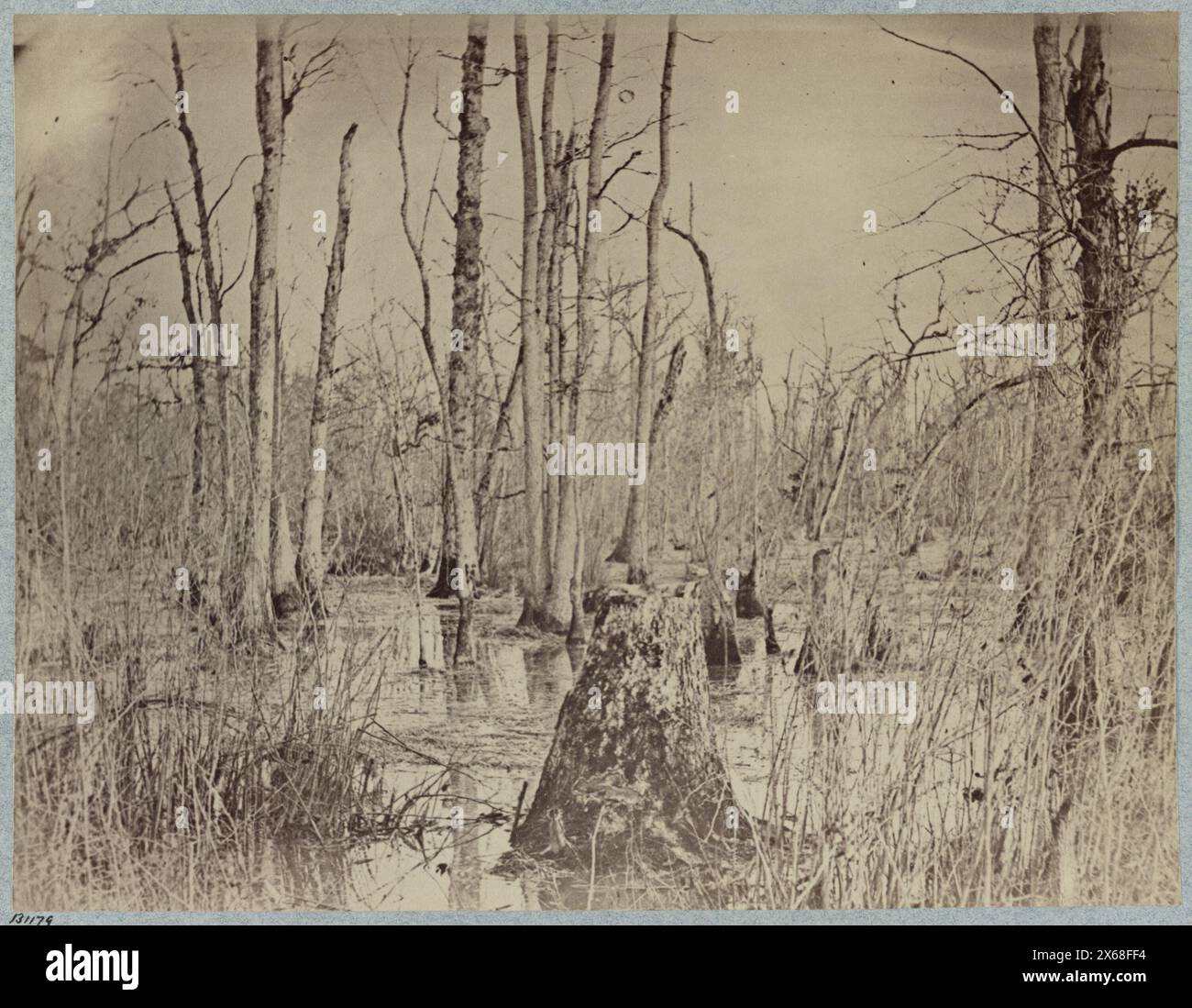 Swamp on Appomattox River; near Broadway Landing, Civil War Photographs ...