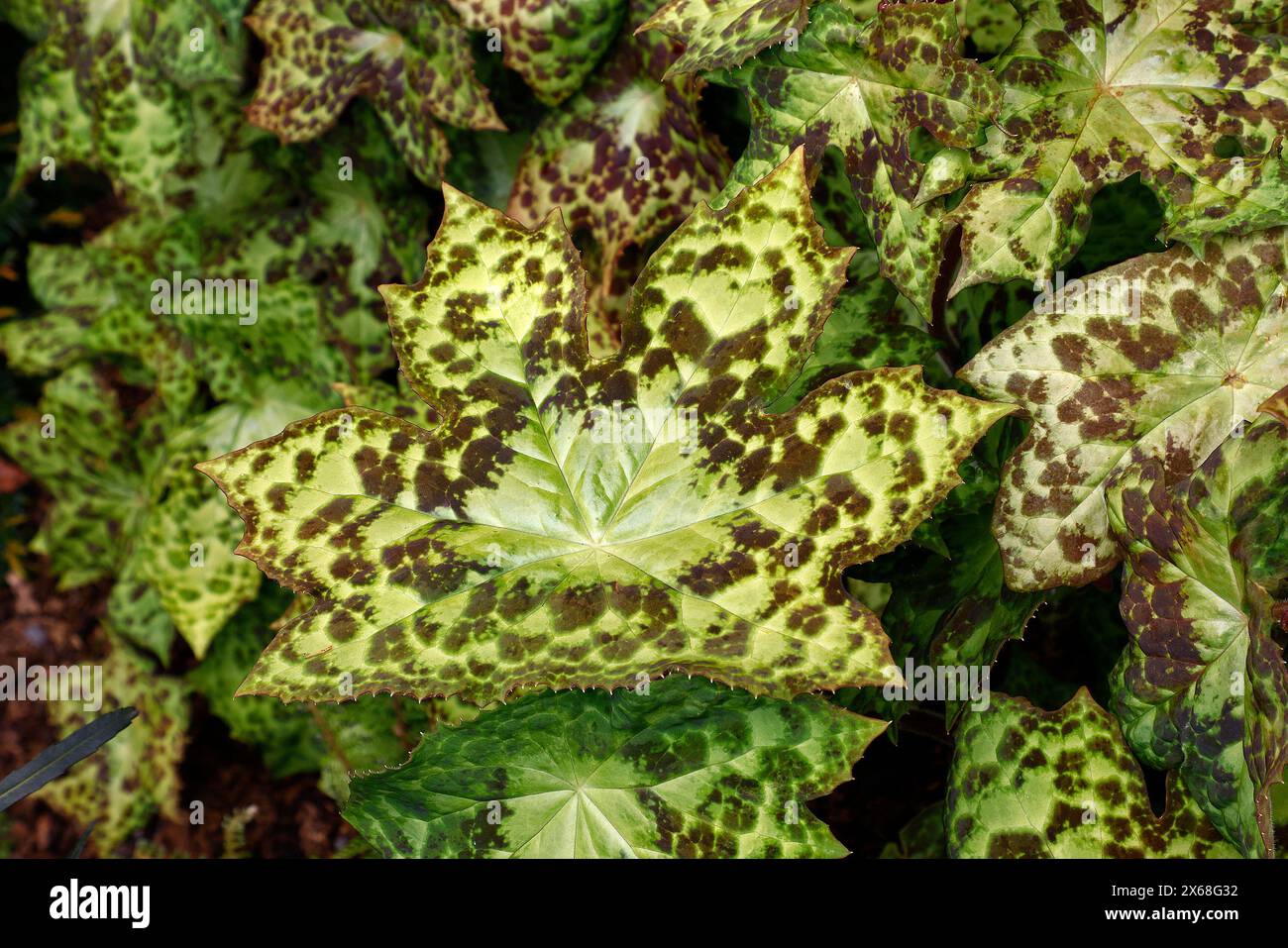 Closeup of the brown and green mottled leaves of the perennial shade ...