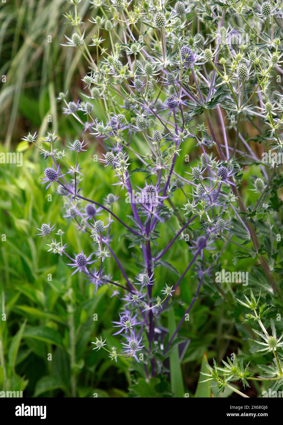 Closeup of the flowers and silver blue stems of the garden plant ...