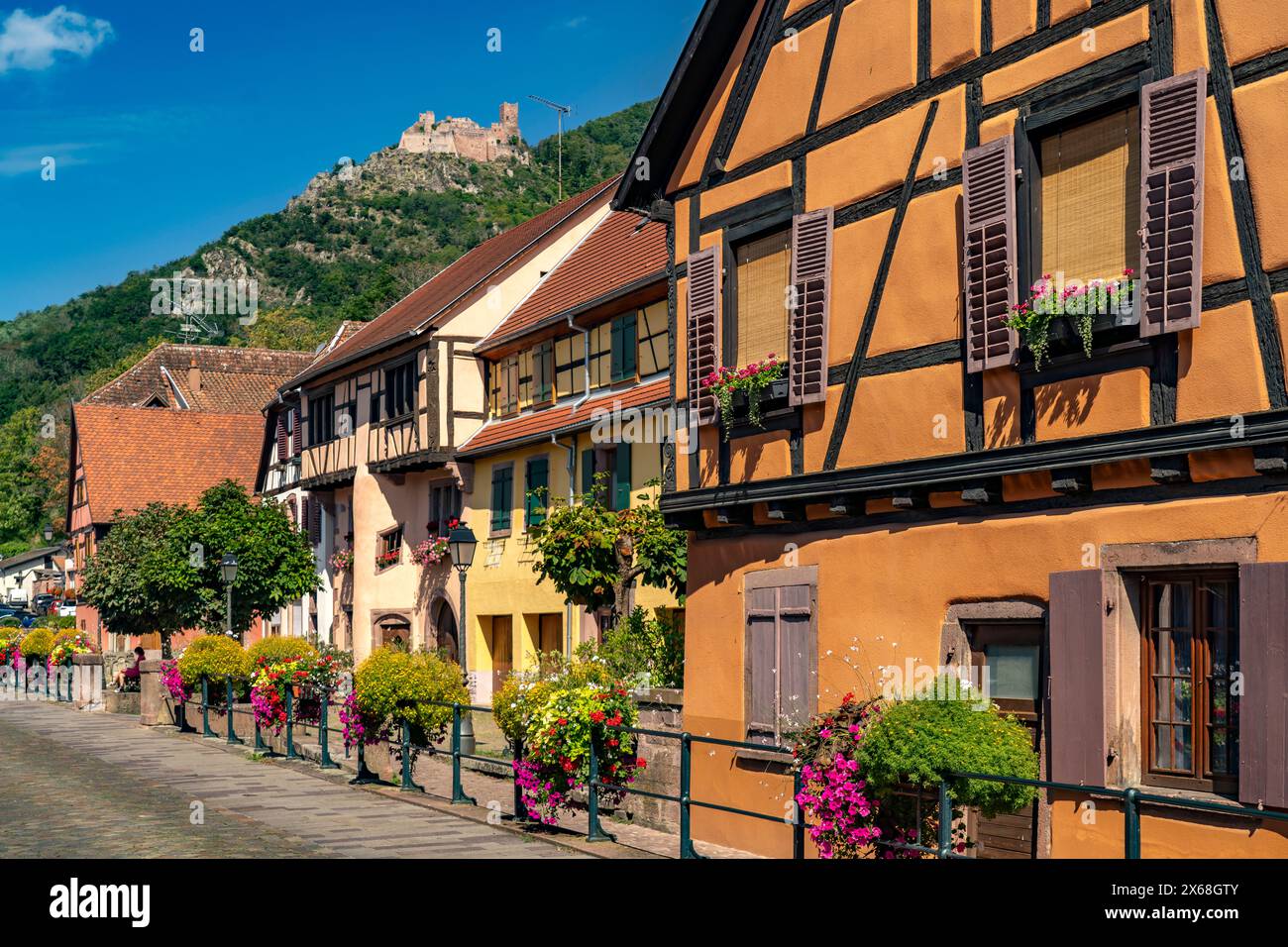Half-timbered houses in the old town and castle ruins in Ribeauville ...
