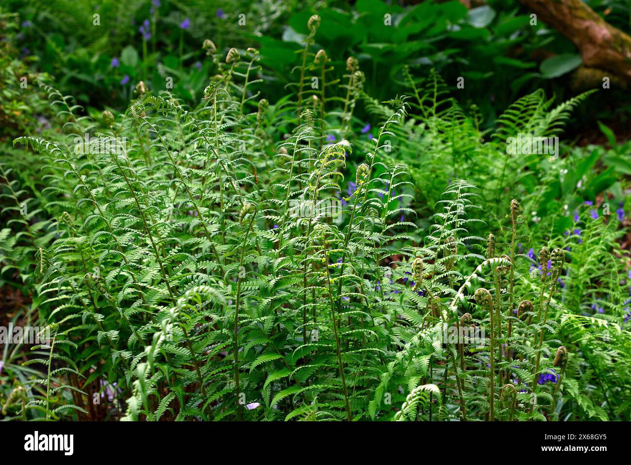 Clump of ferns fresh leaf growth in spring with some fronds unfolding ...