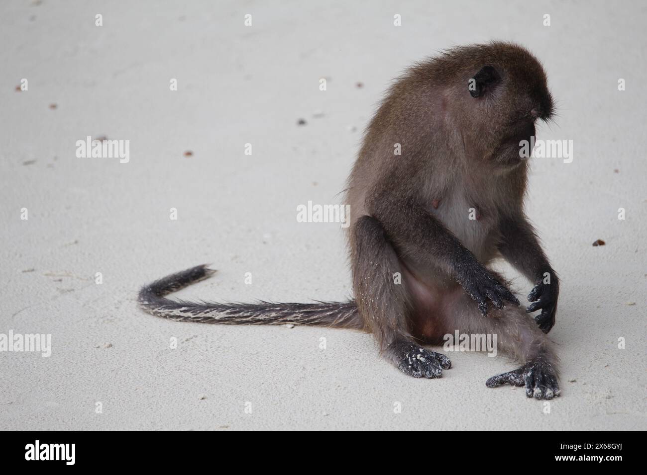 monkey on the sand Stock Photo - Alamy