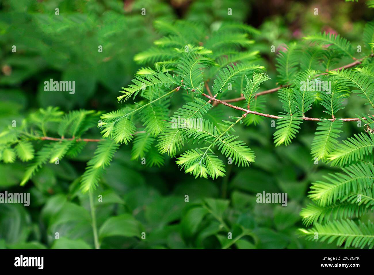 Closeup of the green feathery fern-like leaves of the tall growing tree ...