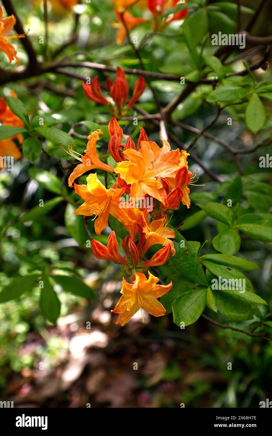 Closeup of the orange yellow flowers of the spring flowering garden ...