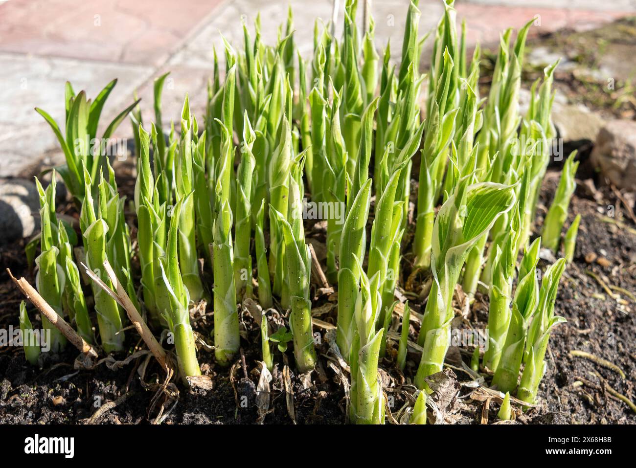 Fresh shoots of lily flowers are growing in the garden. The plants are ...