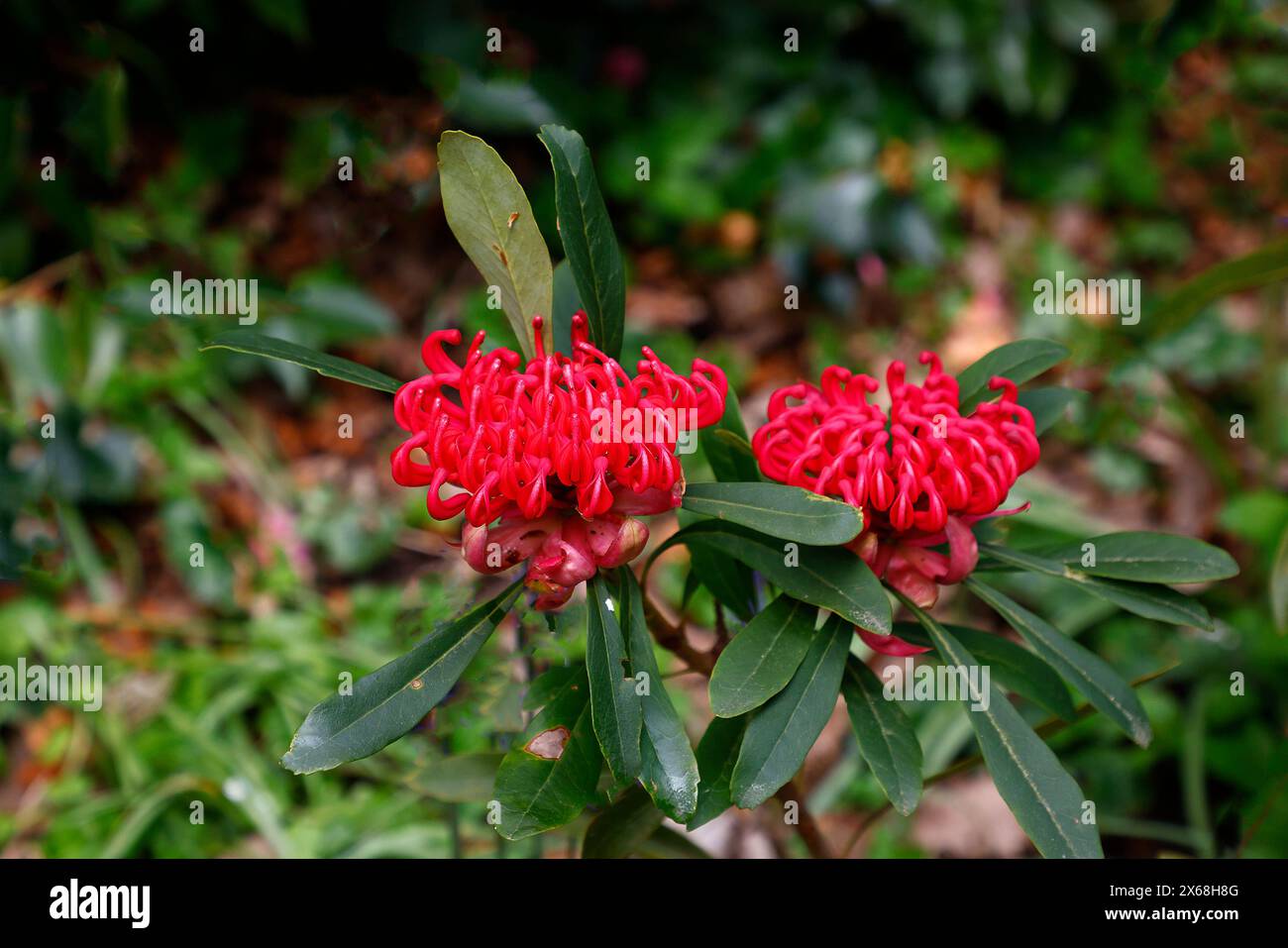 Closeup of the red flower of the exotic Australian native plant Telopea ...