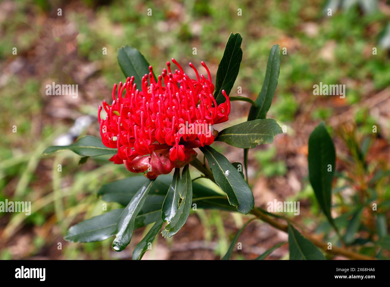 Closeup of the red flower of the exotic Australian native plant Telopea ...